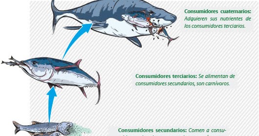 CADENA ALIMENTICIA ~ BIOLOGIA MARINA