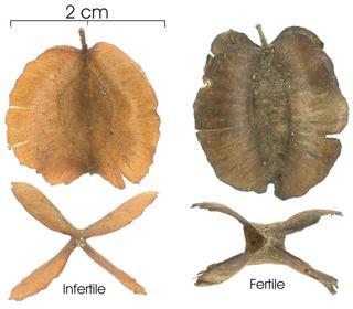 Mofumbo - Combretum leprosum