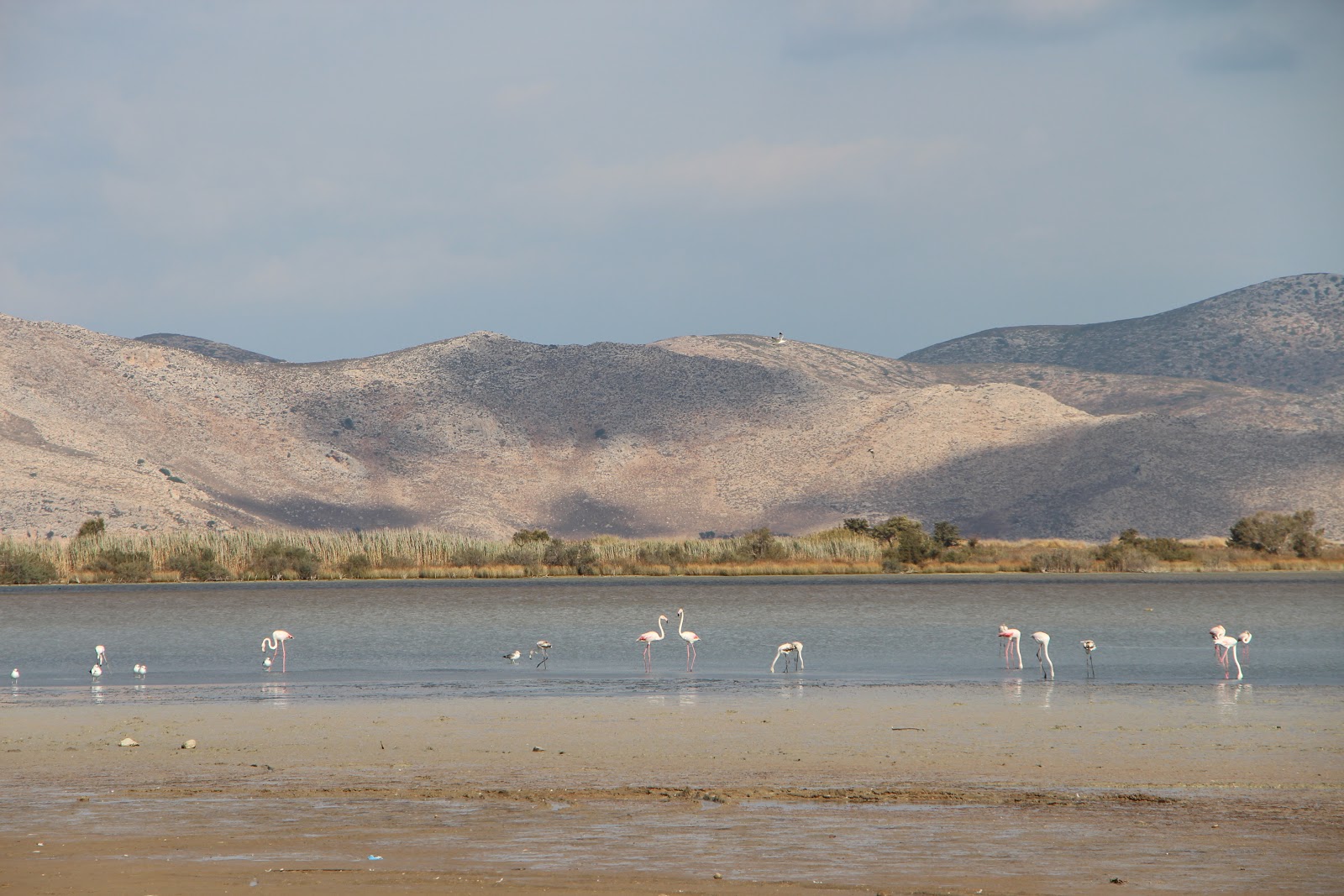 Bird watching in Kos |Discovering Kos and the surrounding islands
