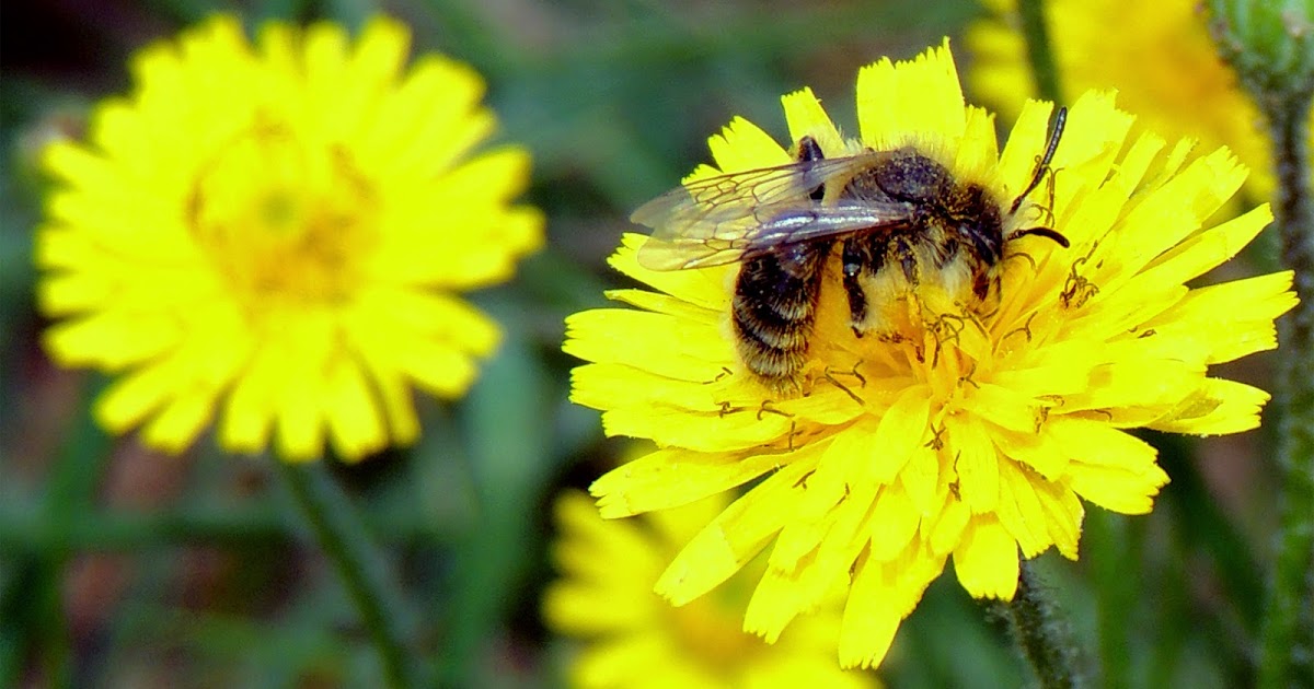 Naturaleza Viva : ABEJA