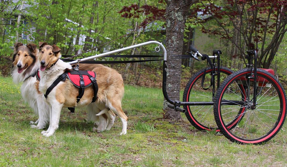 All things Collie: The Versatile Collie - Sulky driving