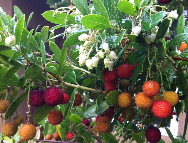 HOW AND WHEN DO YOU CUT AN ARBUTUS HEDGE? |The Garden of Eaden