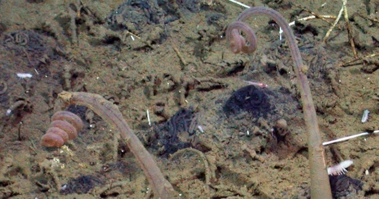 Species New to Science: [Invertebrate • 2018] An Inordinate Fondness ...