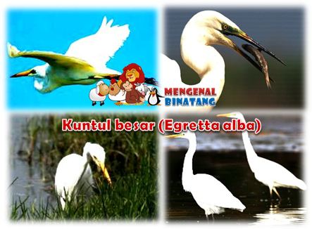 Mengenal Cangak/Kuntul Besar (Egretta alba) - Mengenal Binatang