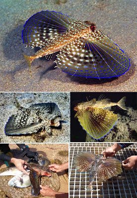 Amici-in-allegria: Pesce civetta Dactylopterus volitans Linnaeus.