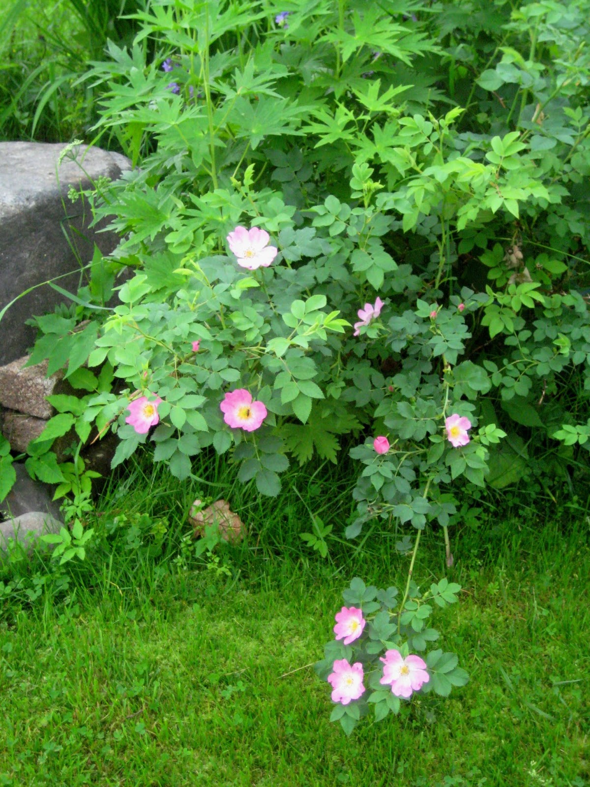 Metsätontun Ruusutarha: Mitä olen ruusujen hoidosta oppinut?