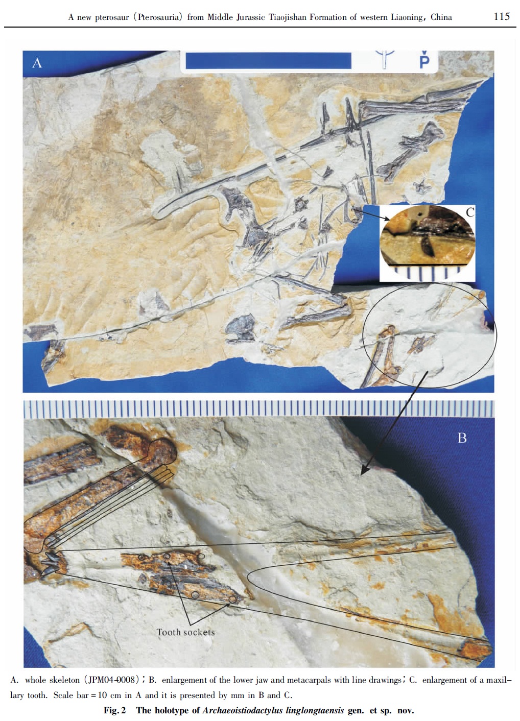 Species New to Science: [Paleontology • 2010] Archaeoistiodactylus ...