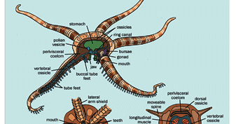 Kelas Ophiuroidea Filum Echinodermata - Biologisites