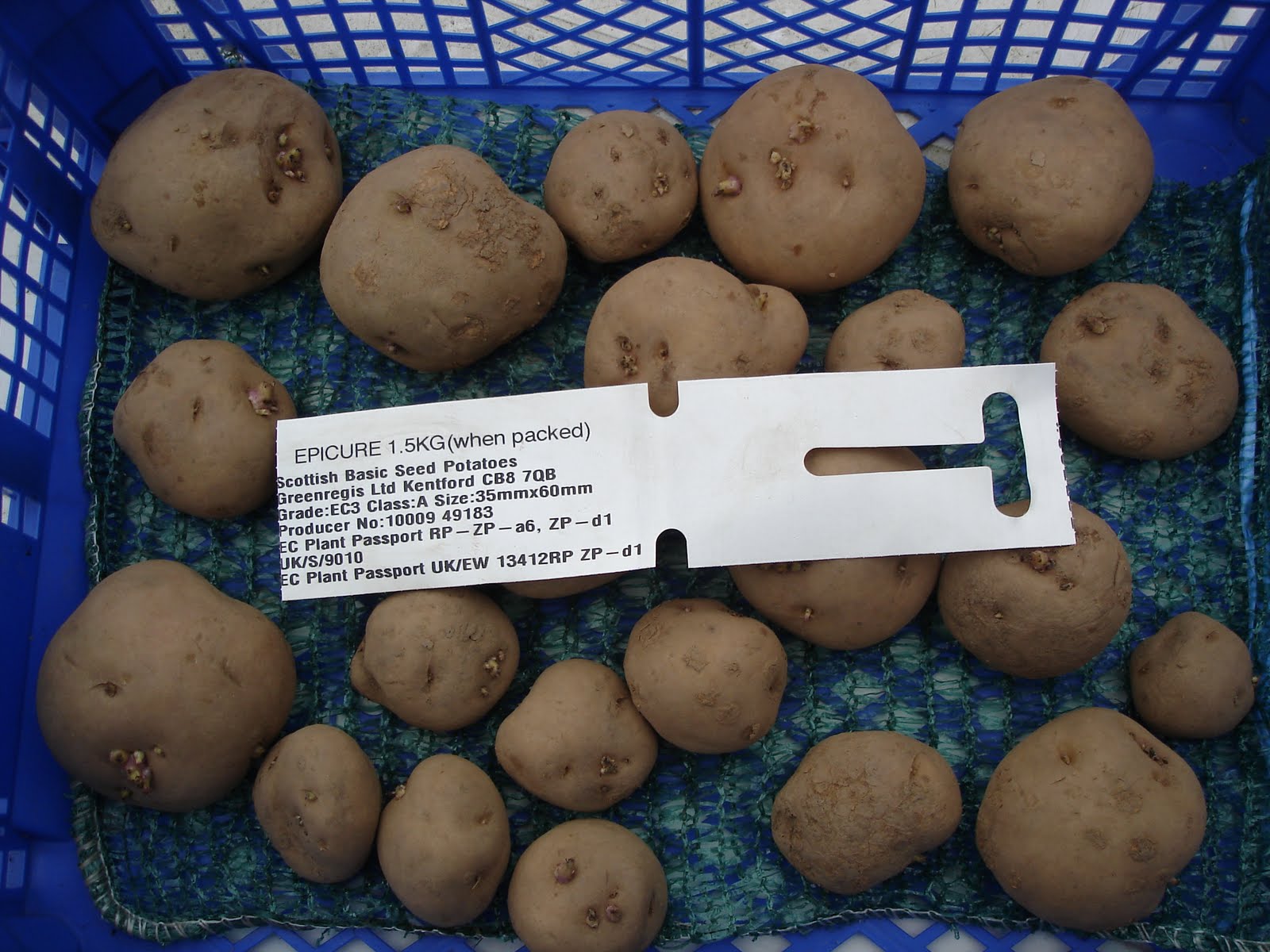 Down on the Allotment: Epicure Potatoes