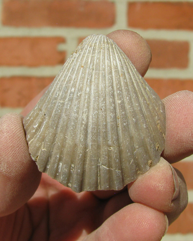 Views of the Mahantango: Neithea texanus pelecypod from the Duck Creek ...