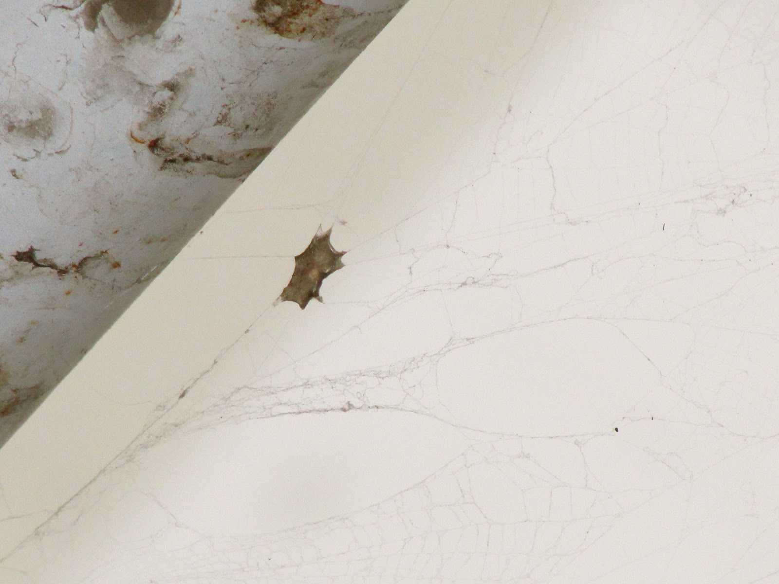 BugBlog: Uloboridae: Cribellate orb-weavers