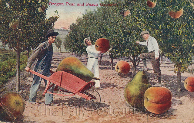 The Daily Postcard: Oregon Pear and Peach Orchard
