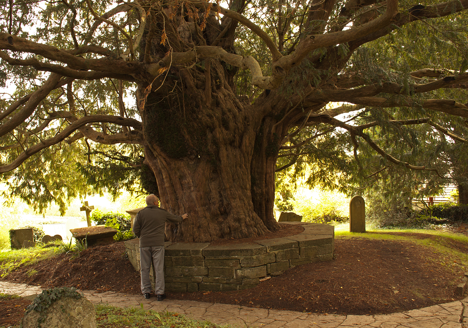 Real Monstrosities: Yew