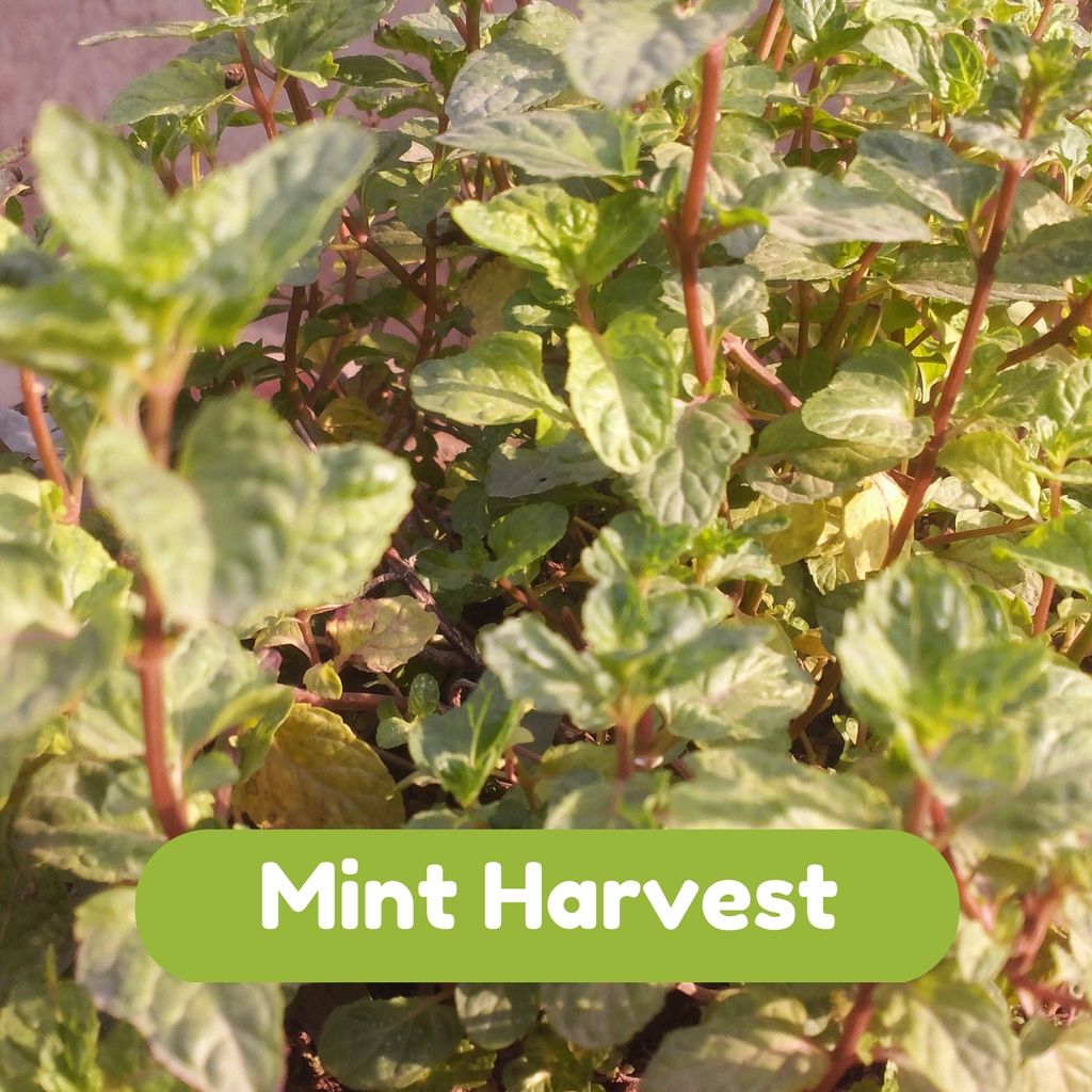 Veggies Home Kitchen Garden: Mint Growth, Propagation, Pruning and Harvest