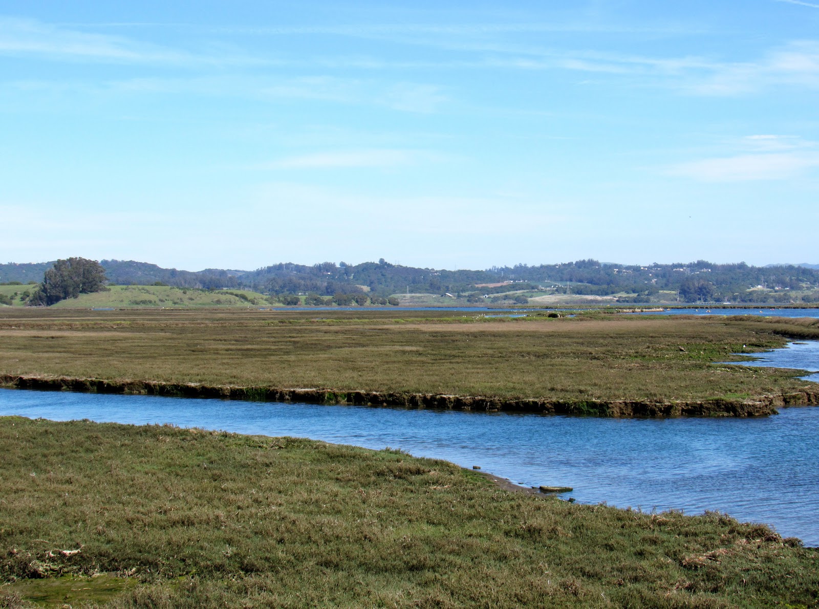 Elkhorn Slough: An Ecological Treasure in Central California