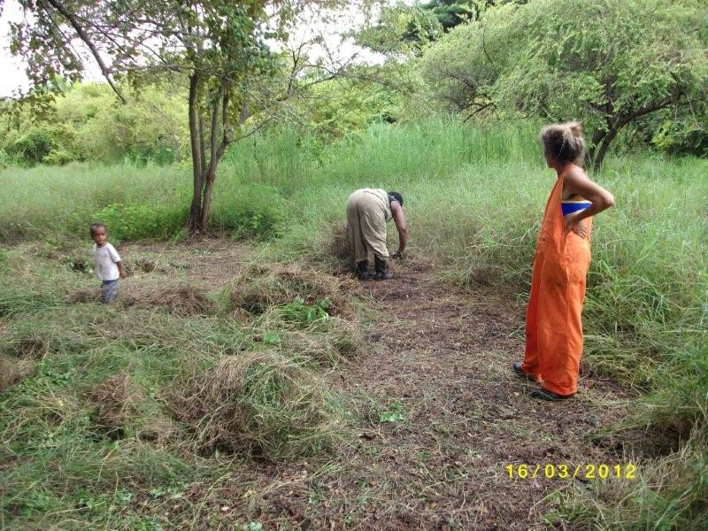Naciriyawa - our farm in Fiji: we now have a dalo plantation as well...