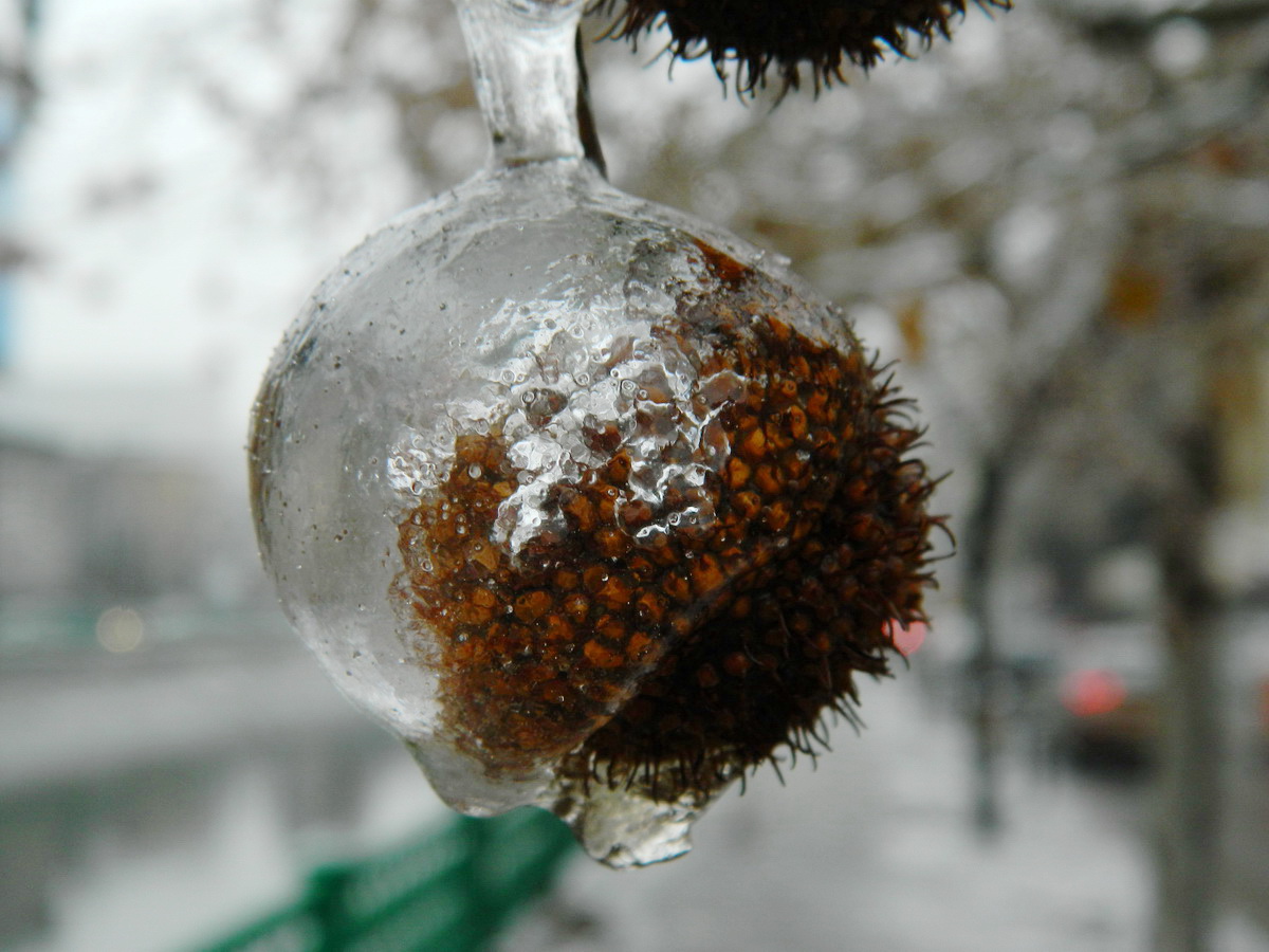 LA MULTI ANI, ROMANIA!: Fructe de platan inghetate