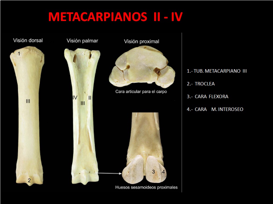 El caballo: El caballo