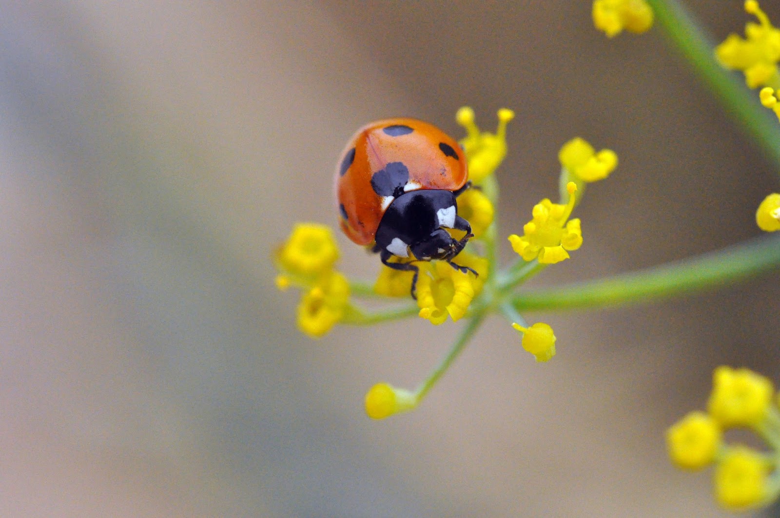 Maltese Nature: The ladybird - beneficial to agriculture