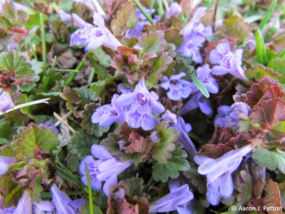 Purdue Turf Tips: Weed of the month for May 2014 is Ground Ivy