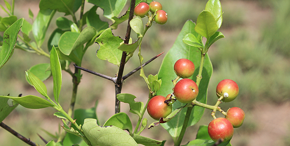 Tanzanian Association Oslo: ‘Magic herb’ LOLIONDO TREE is well known to ...