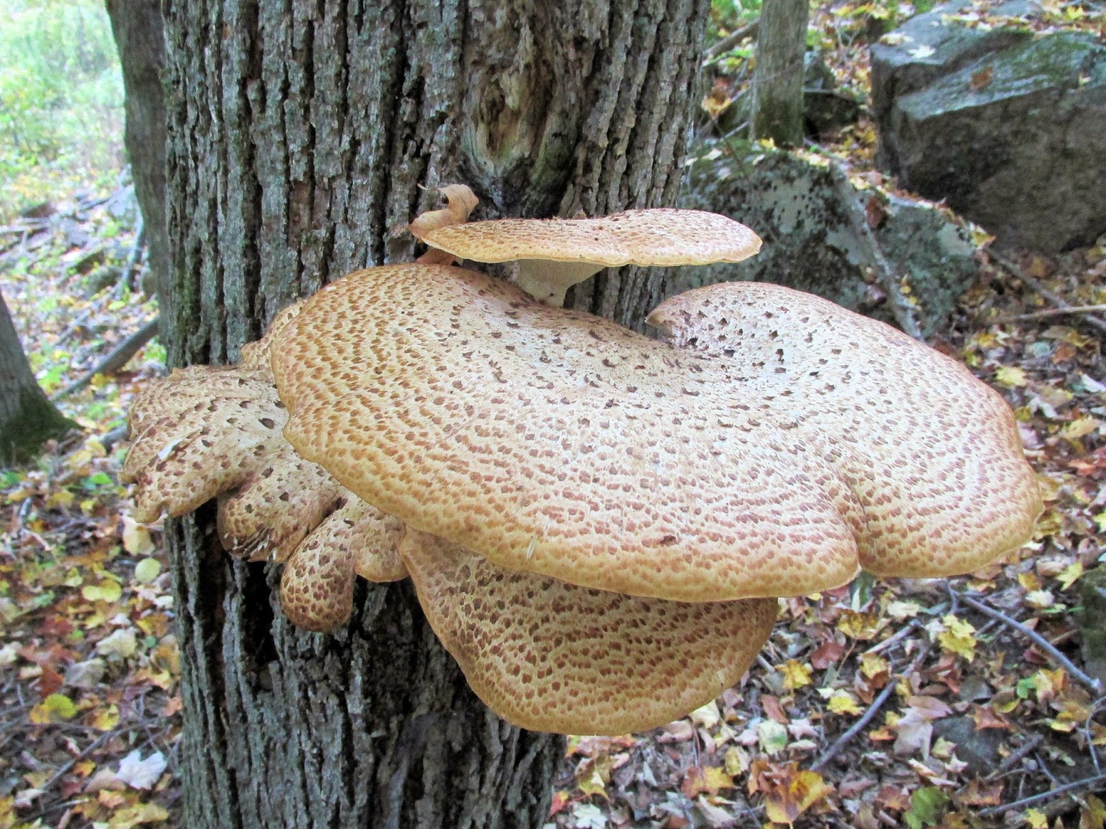 The Passionate Hiker: The Rideau Trail: Perth Road (05C) to Skycroft ...