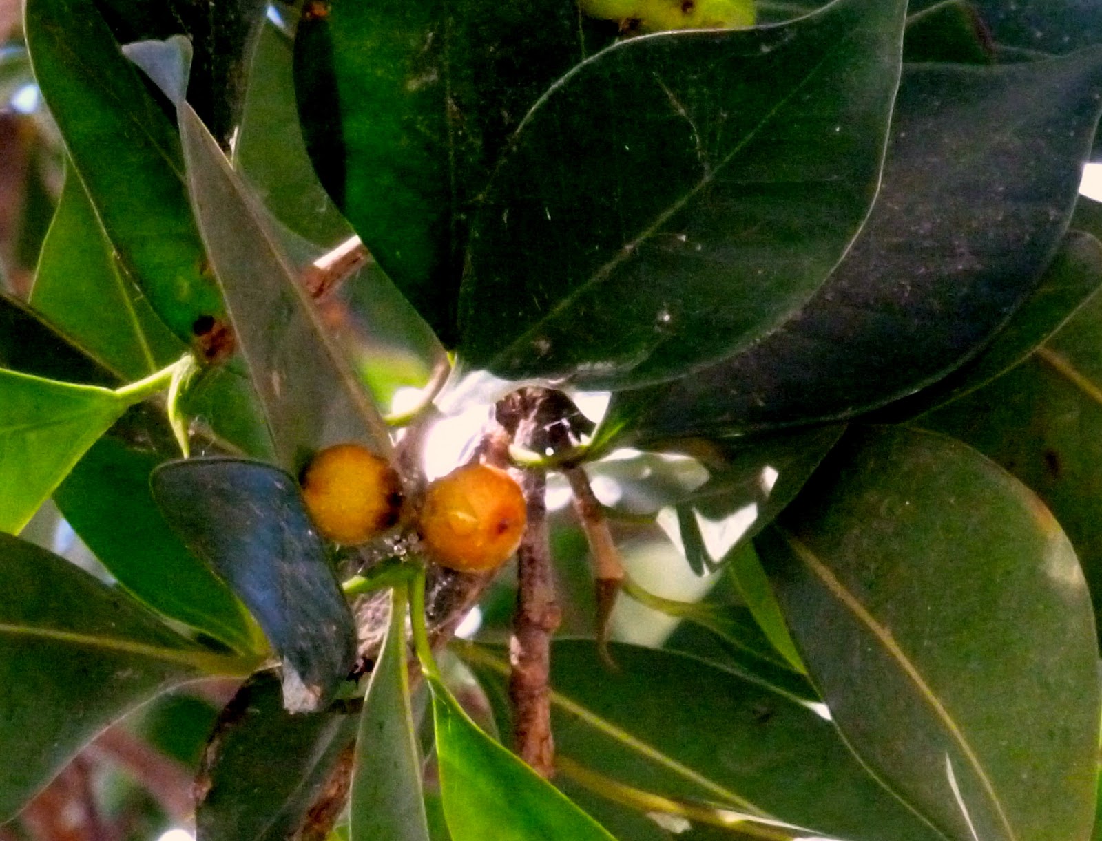 Árboles con alma: Laurel de Indias. (Ficus microcarpa)