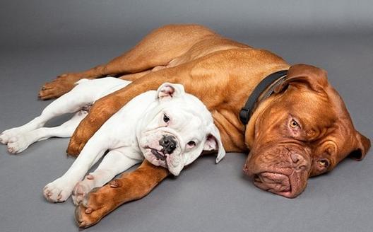 The dog in world: regulate the food with the two different dogs