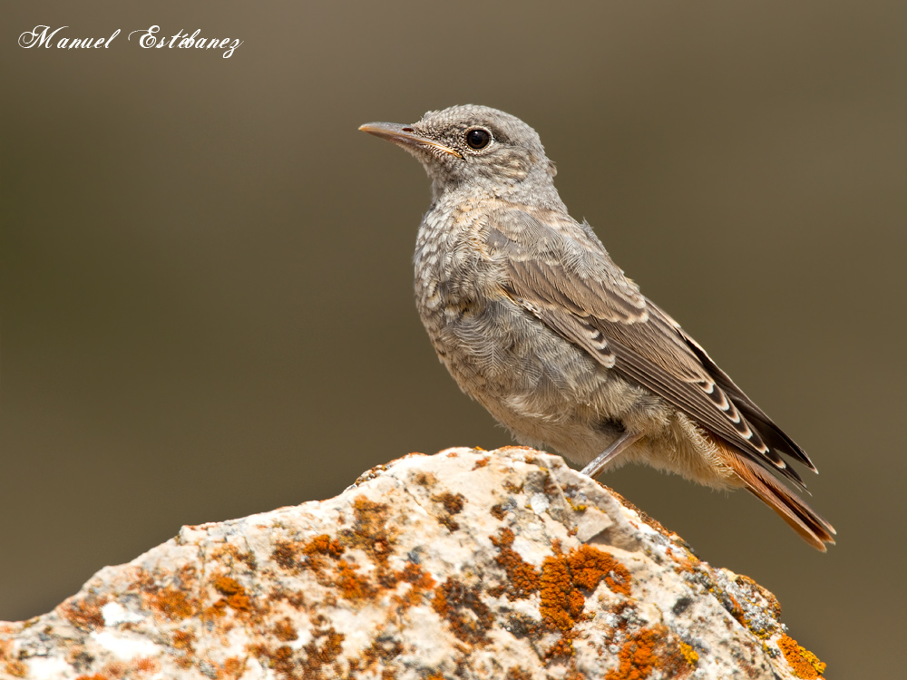 Miradas Cantábricas: Roqueros rojos campurrianos II