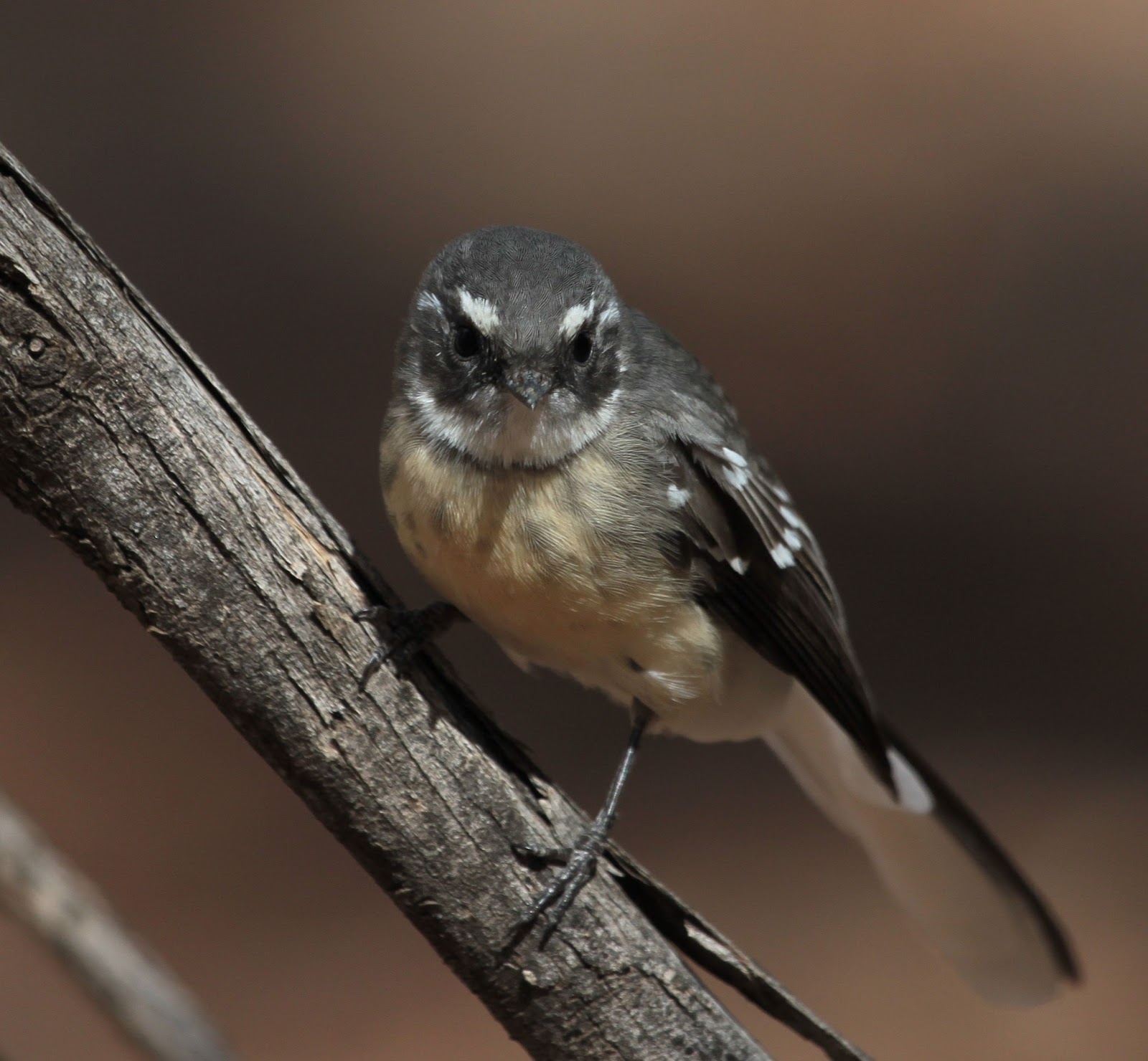Richard Waring's Birds of Australia: When small birds come close ...