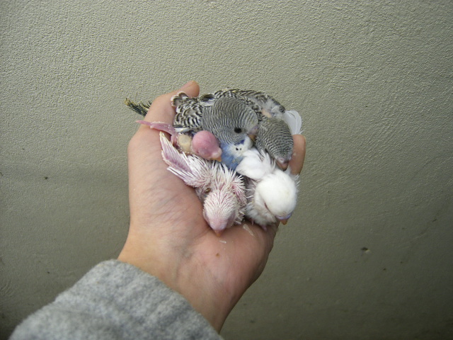 Cantinho das Aves: Os meus Periquitos Australianos bebes