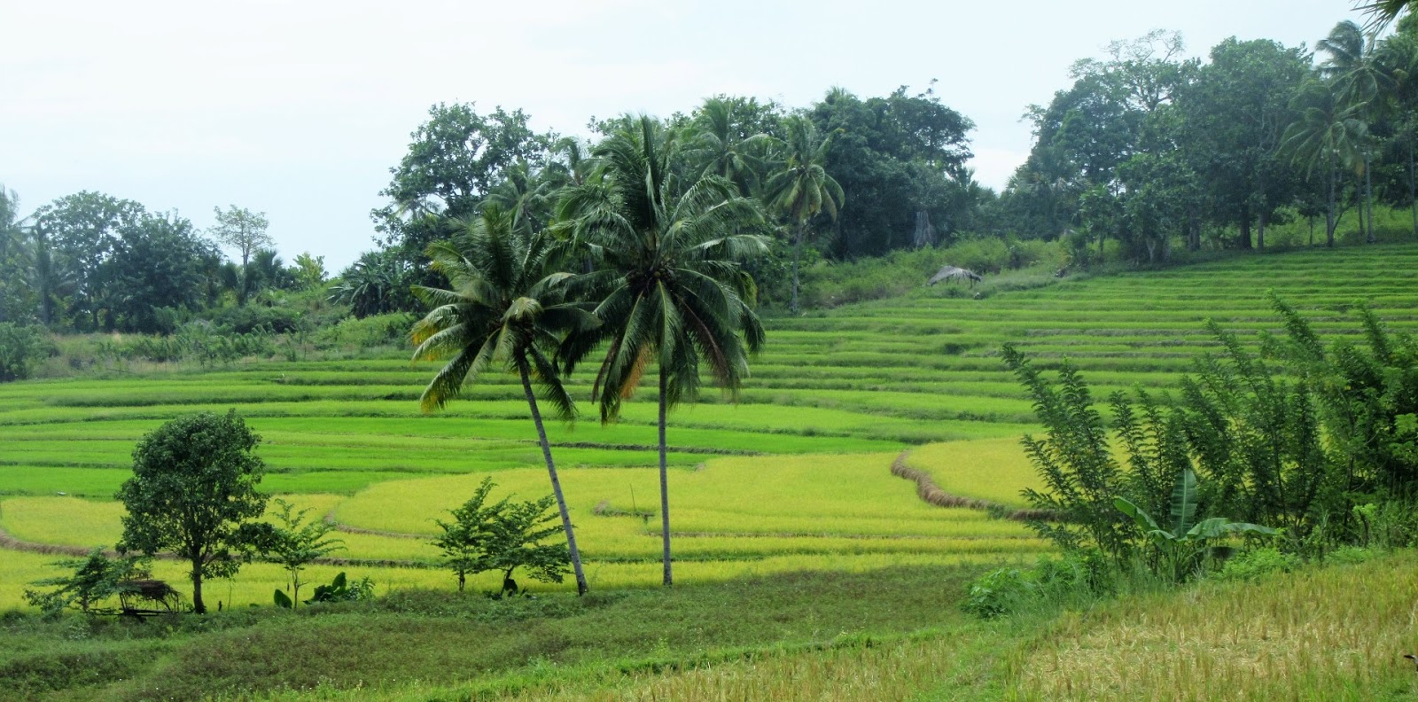 Bill's Excellent Adventures: Timor-Leste