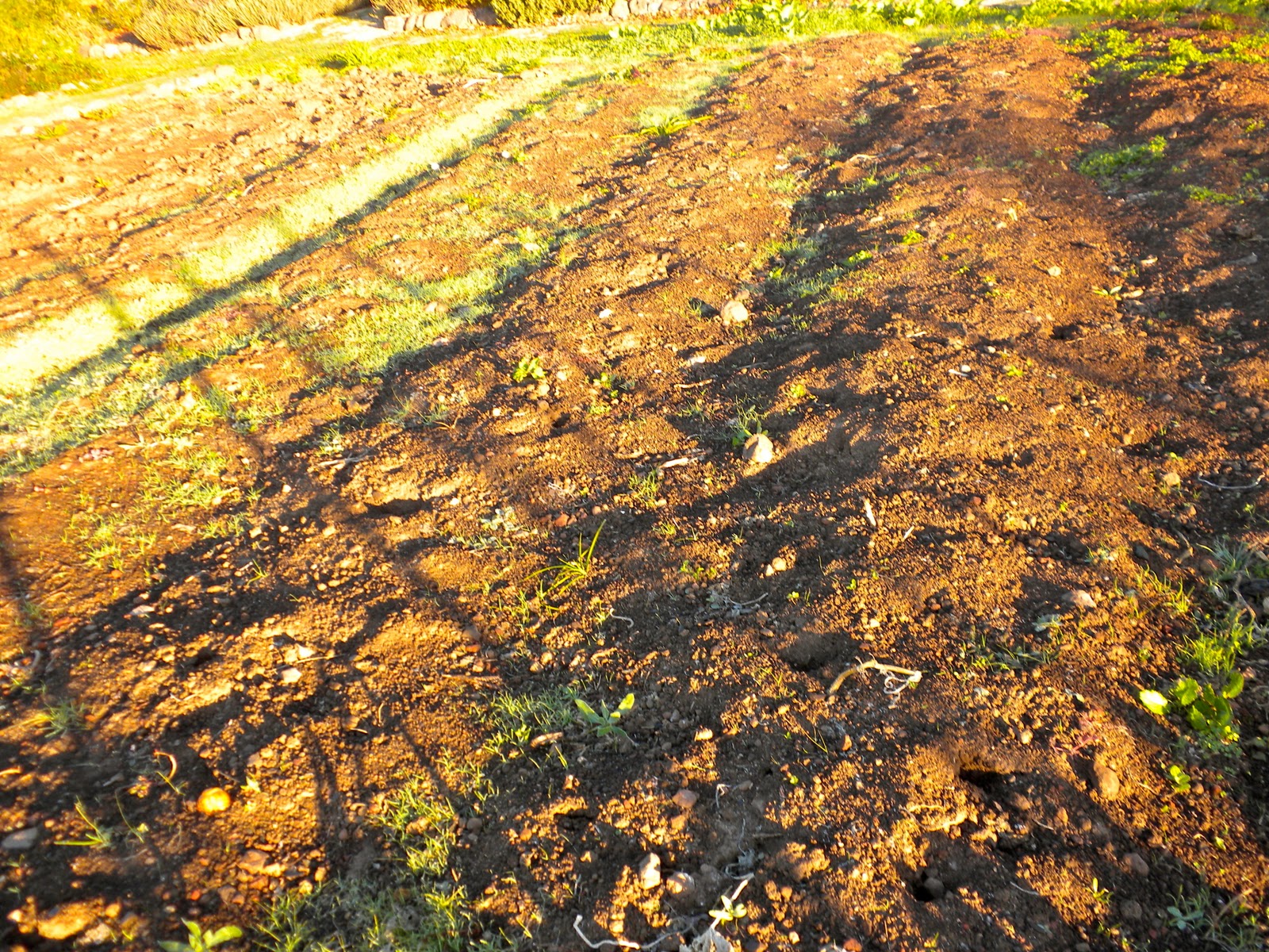 the girl & the fig farm project: November 2011