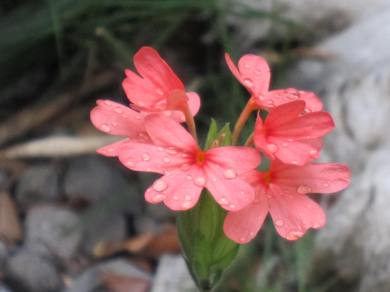 Live in the Moment: Orange Marmalade/Today's Flowers #37