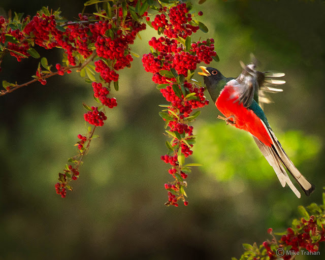 Elegant Trogon (Trogon elegans) USA - Trend burung