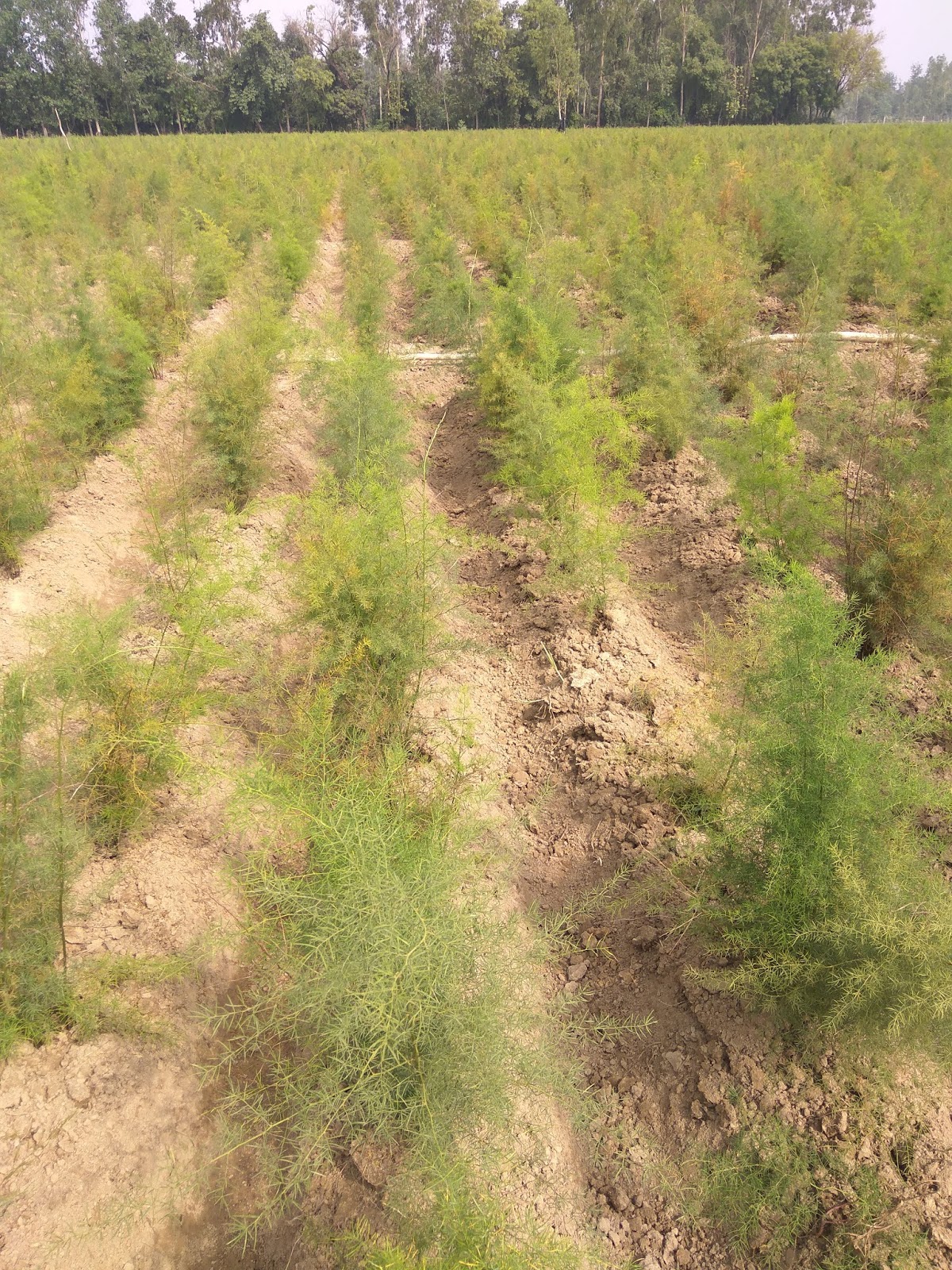 Yellow nepali shatavari ( wild asparagus racemosus ) farming: Yellow ...