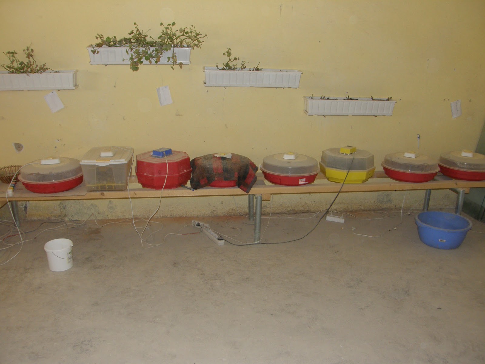 Ferma de prepelite Falticeni: Foto