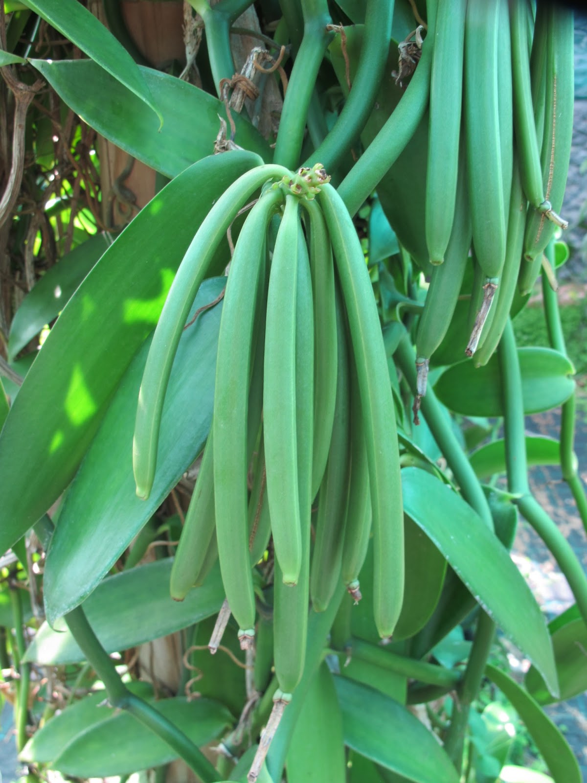 Réunion: La vanilleraie de ste suzanne