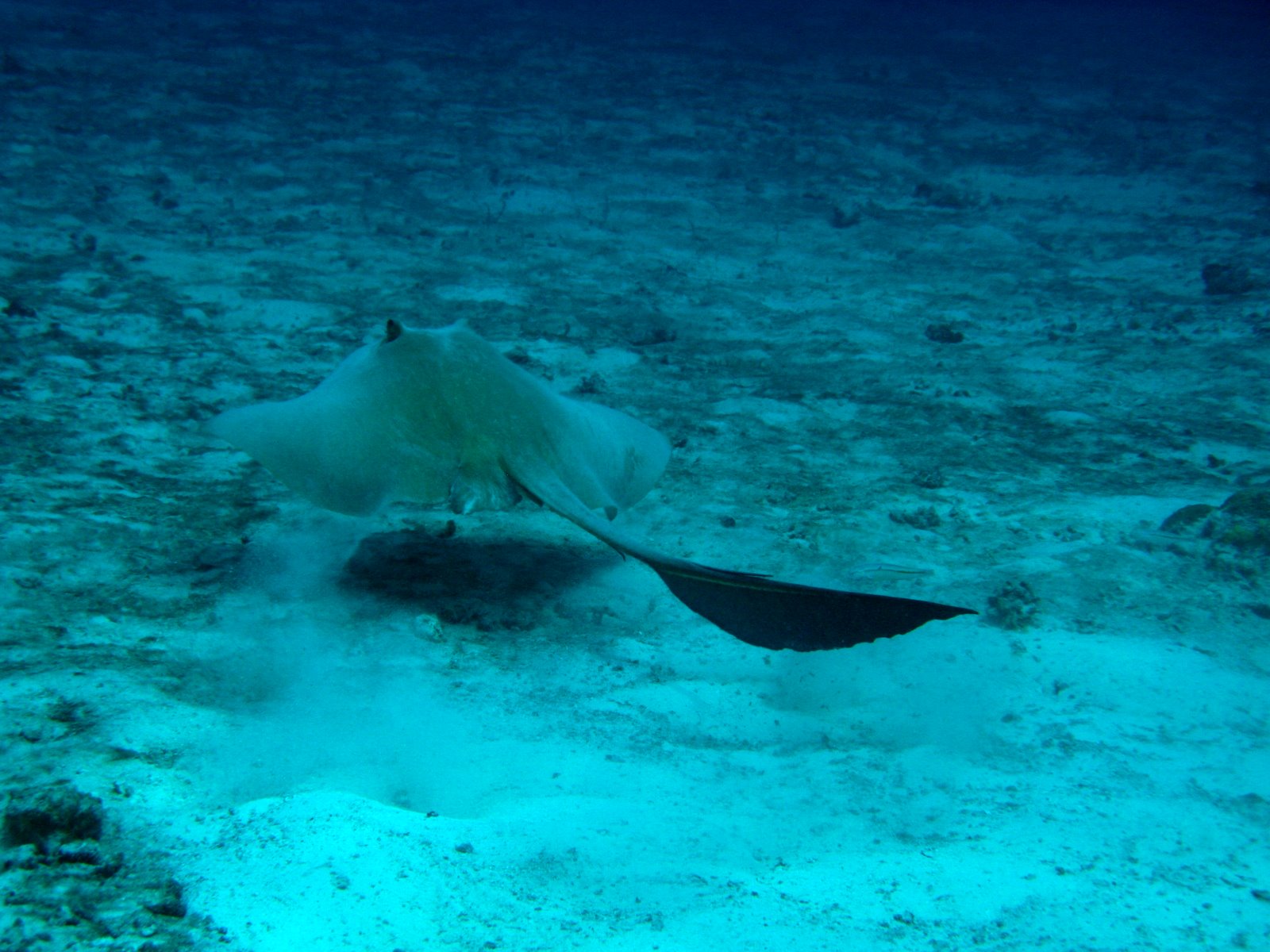 roberto piazza immersioni nel mondo: Pastinachus sephen,Pastinaca coda ...