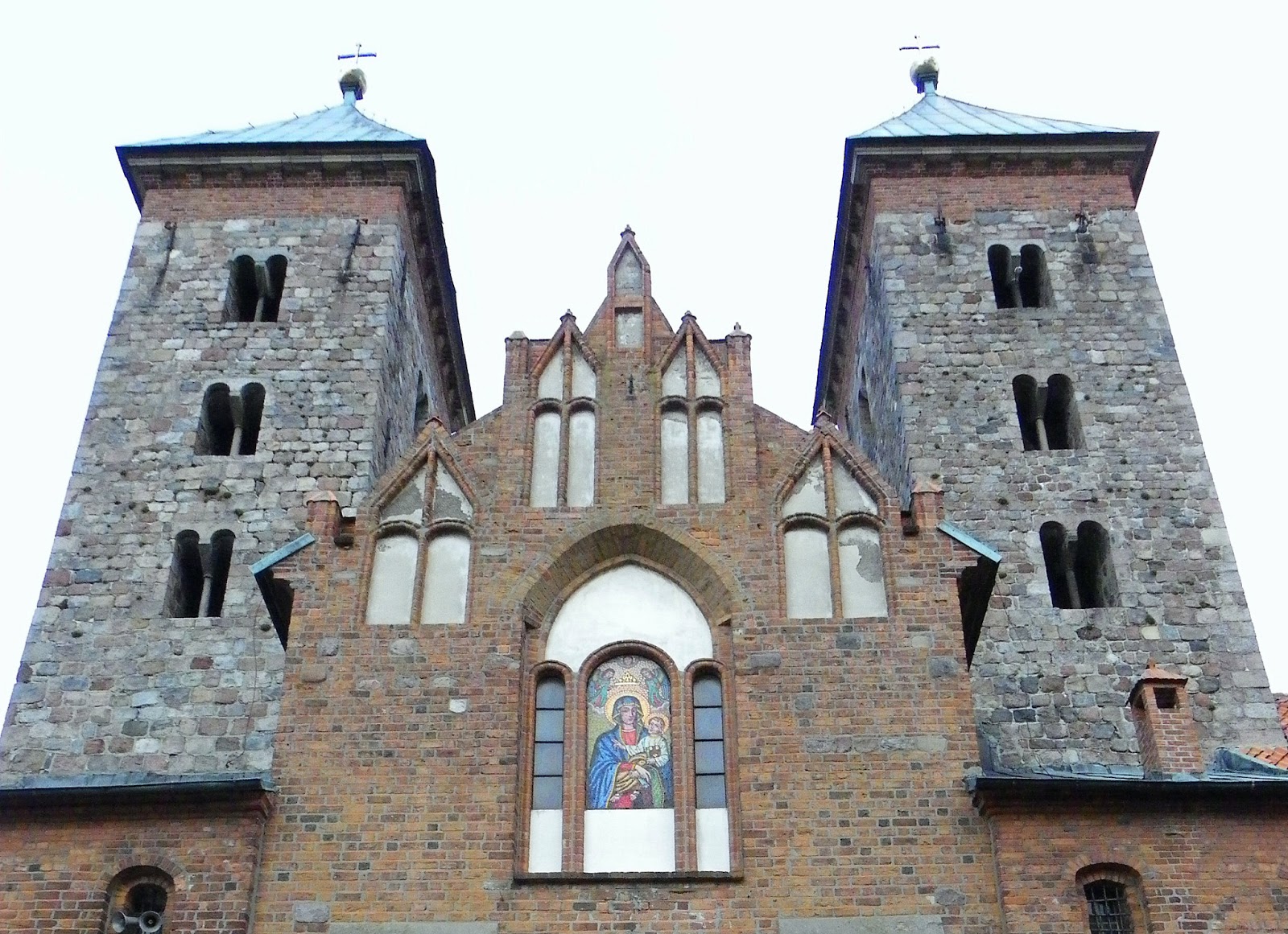 W Jędrzejówce u Poll: Asplenium ruta-muraria (Zanokcica murowa)