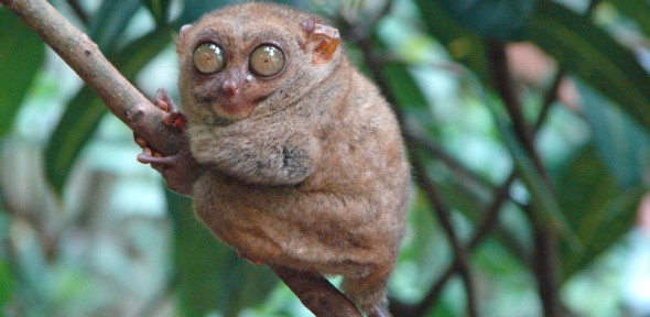 El tarsero, un mamífero extraño | Universo Animal