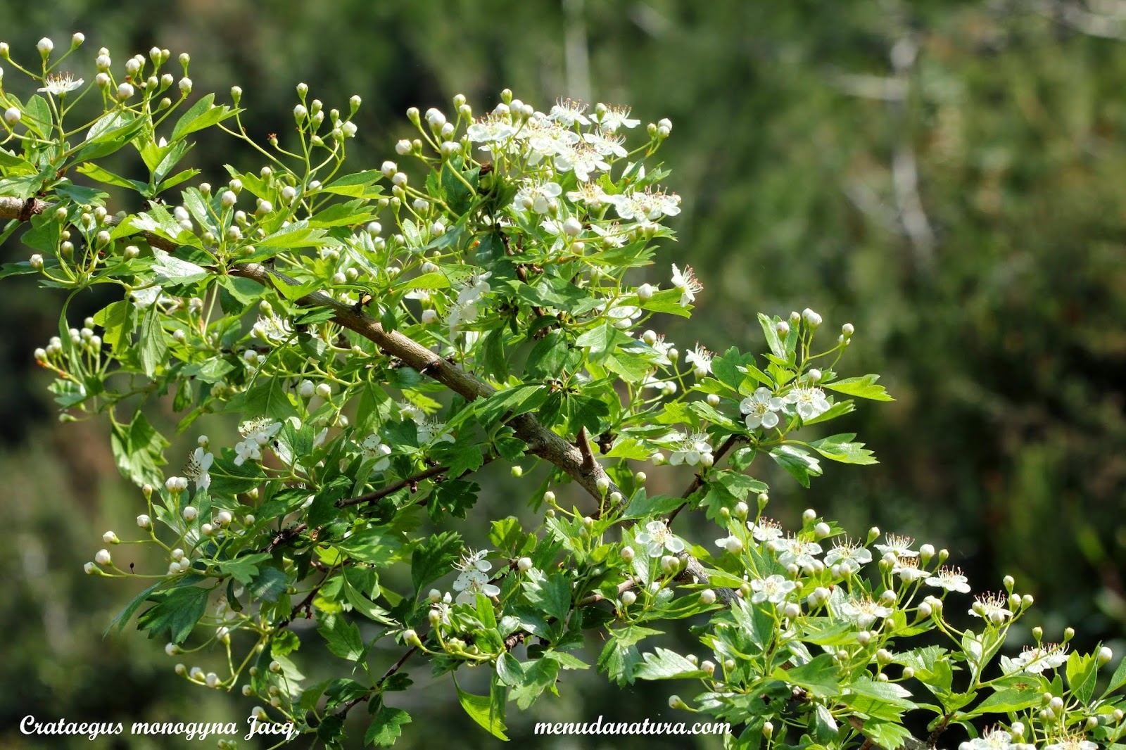 Menuda Natura: Crataegus monogyna Jacq.
