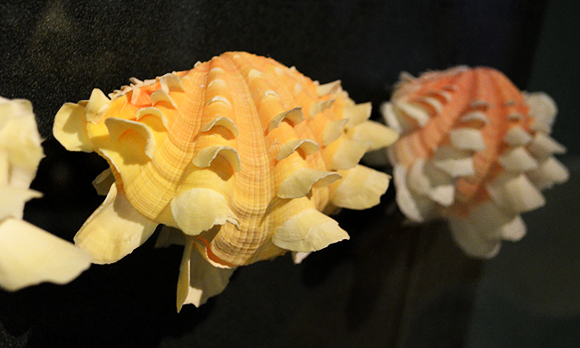 wanderlust ATLANTA: World of Shells