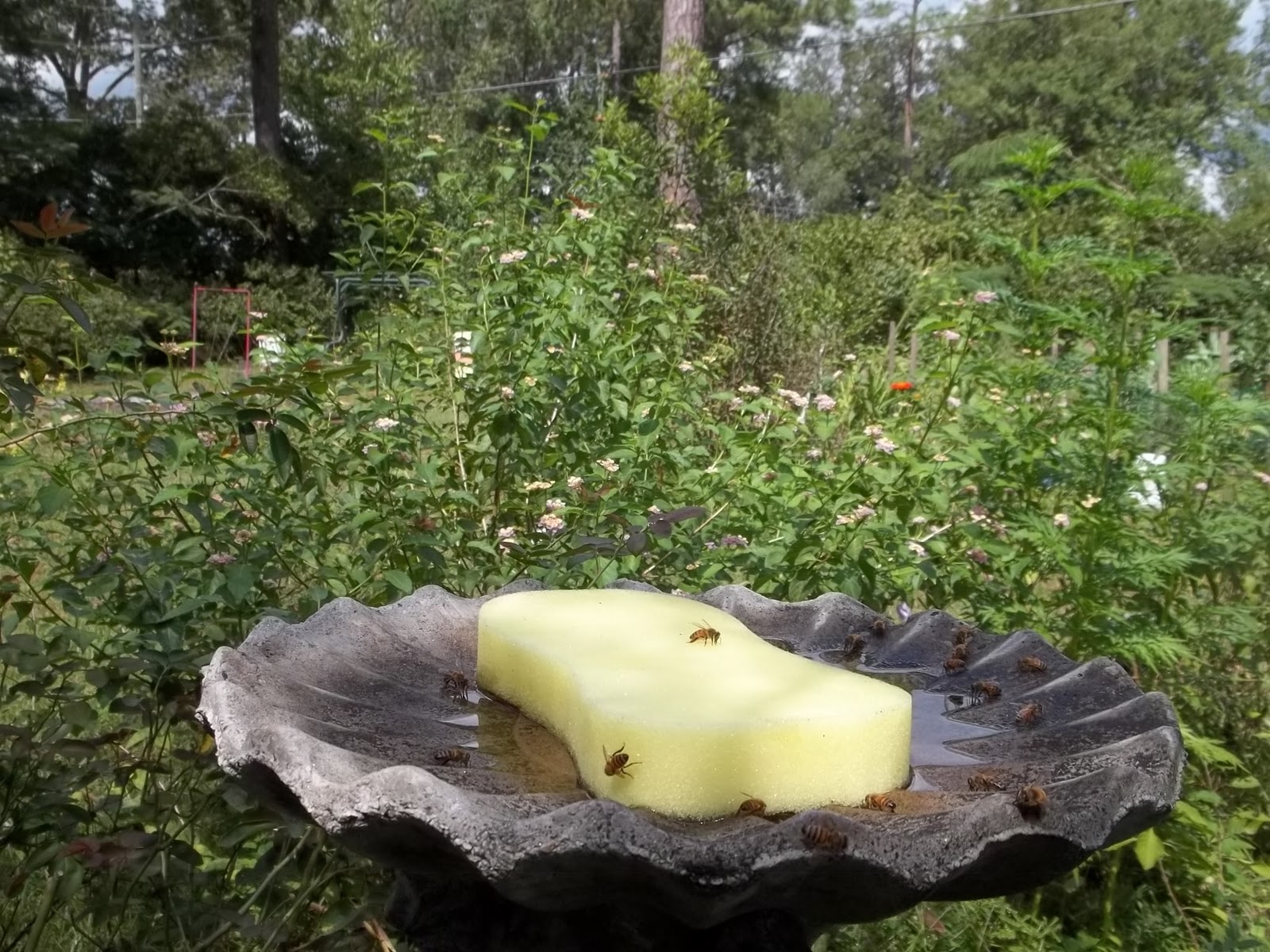 BizzyBuzzin' Honeybeezness: Open Air Feeding and Our Log Hive