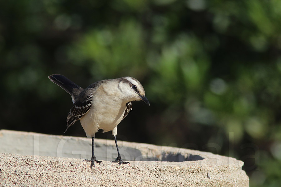 JORGE BARCALA CAMPO: Calandria