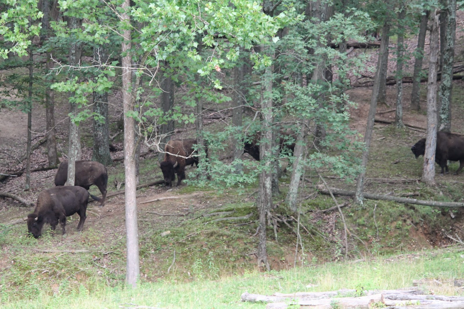 The Missouri Mom: Best time to see the Elk at Lone Elk Park in St Louis ...