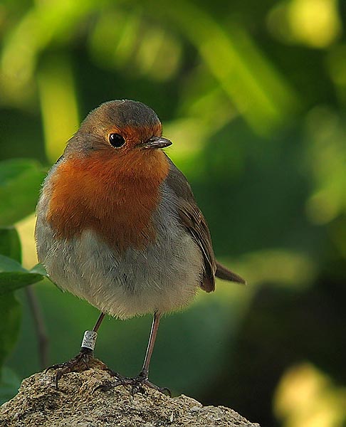 Birding Catalunya: Pit-roig (Erithacus rubecula)