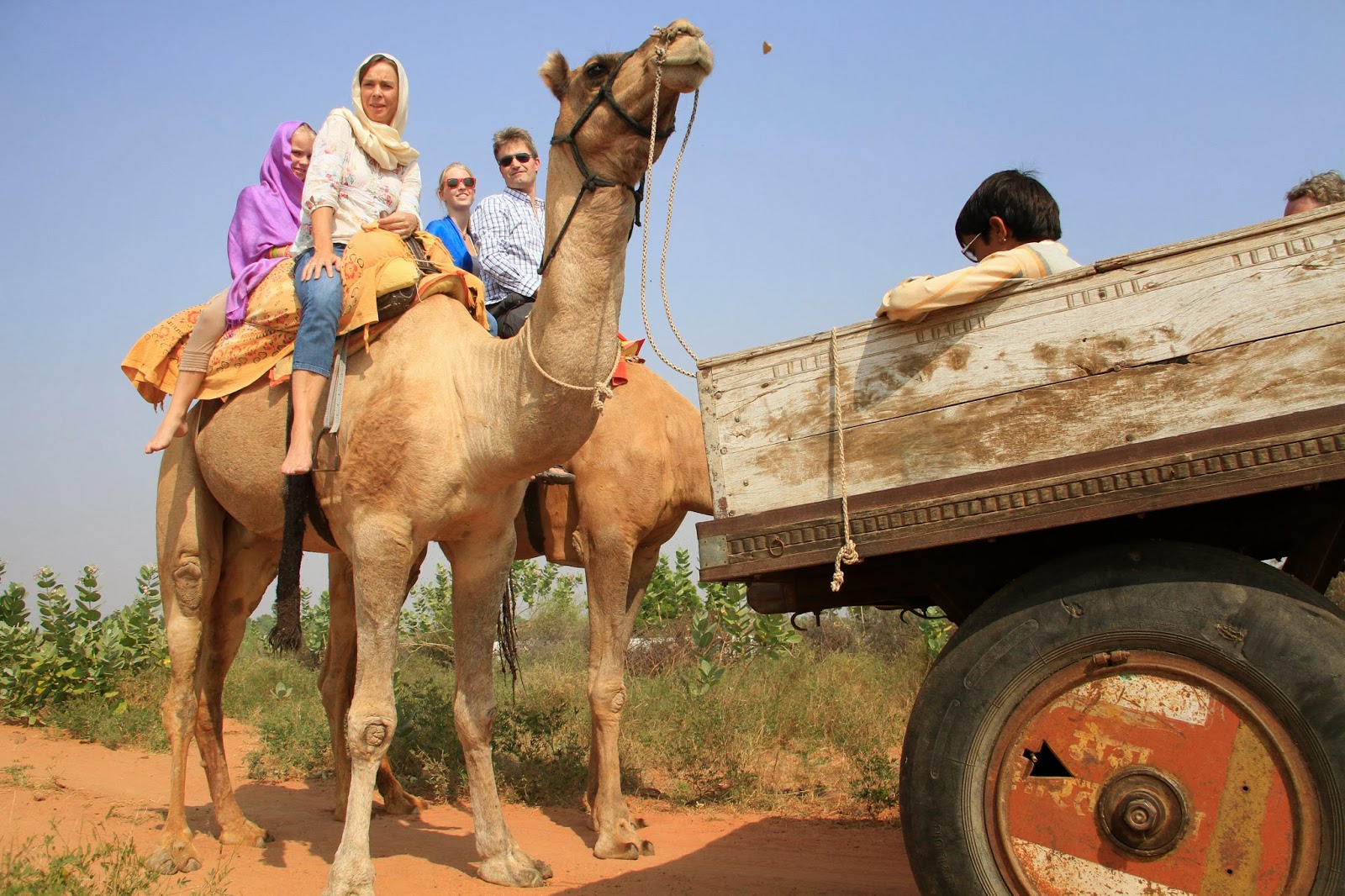 Familie Nijdam in India: Kameel rijden