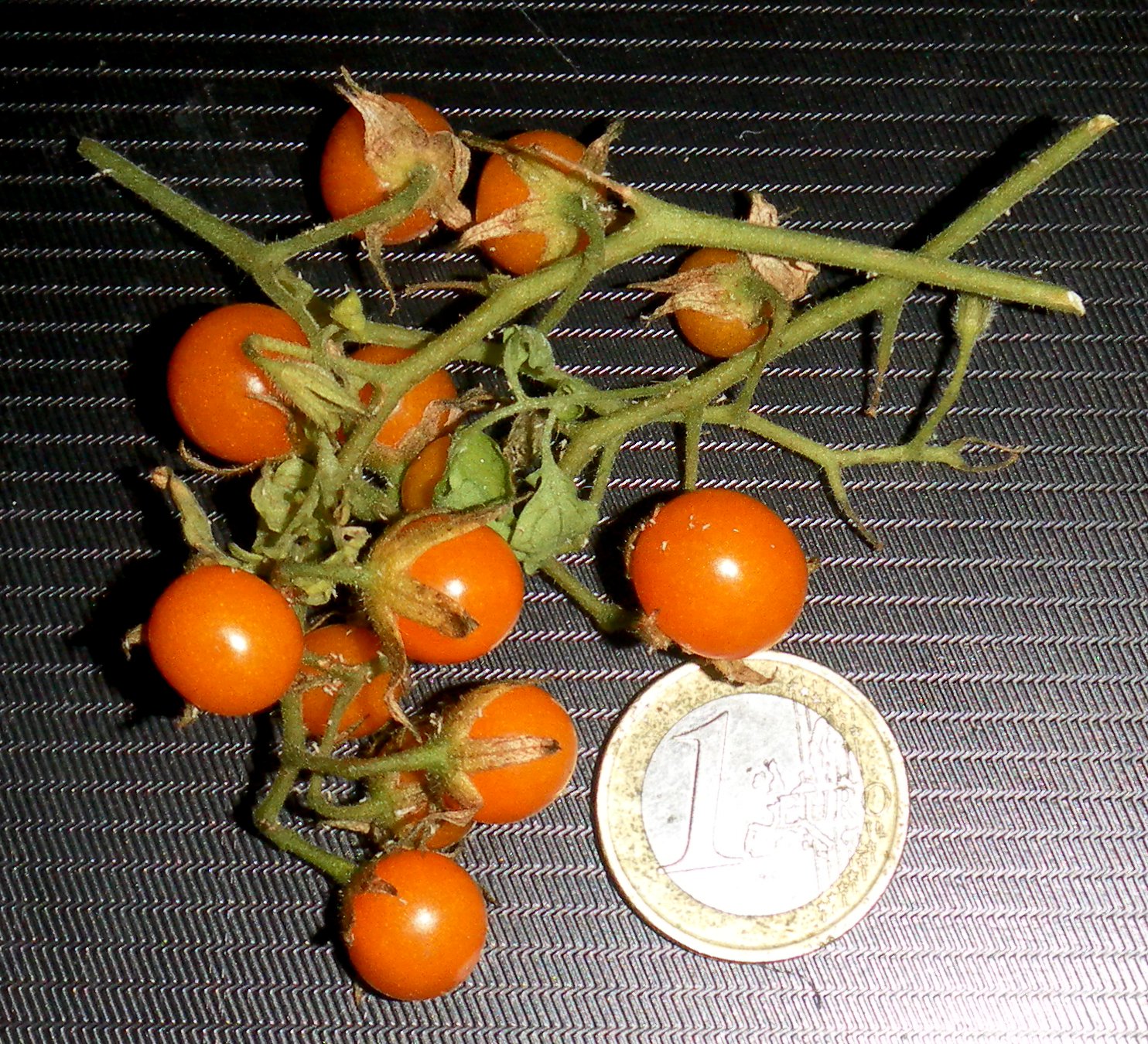 Scirpidiella's Plants: Wild Tomato species (Lycopersicon spp.)