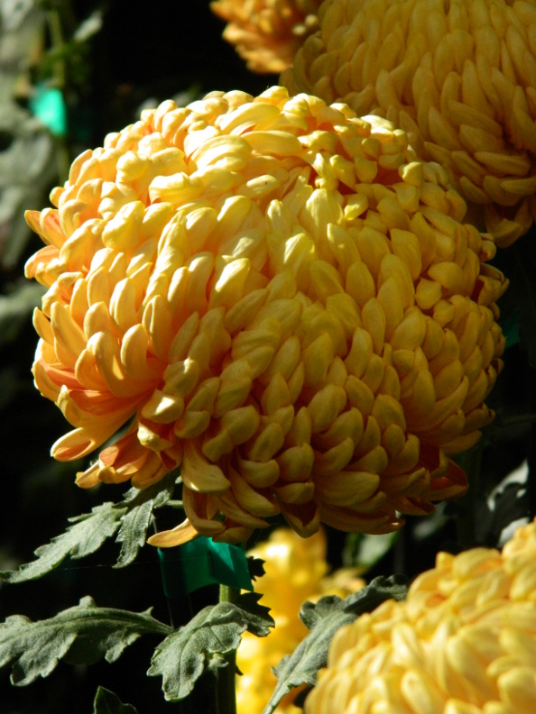 Garden Muses: A Small Toronto Gardening Services Company Blog: November ...